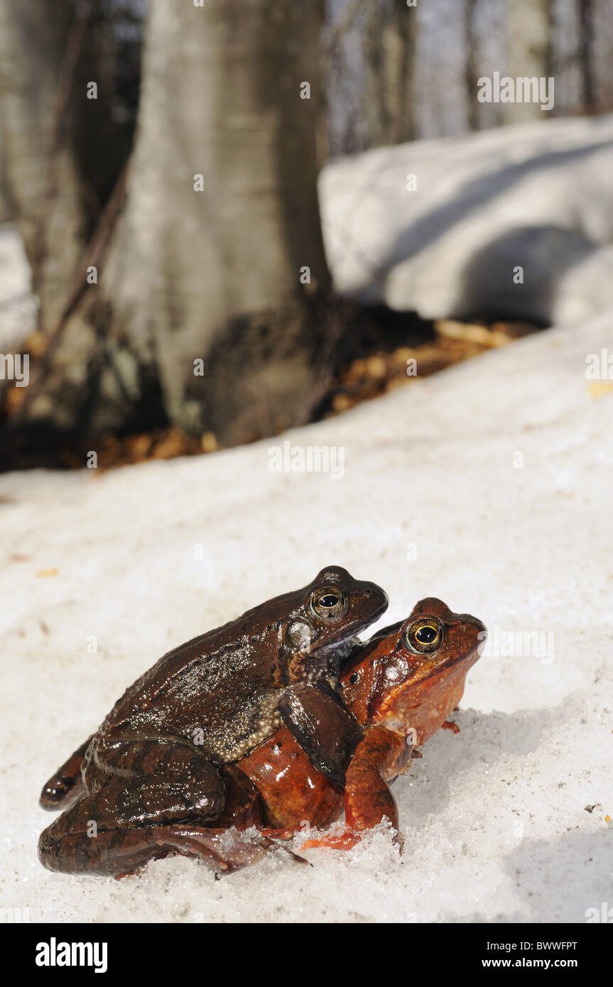 Tra gli anfibi la rana temporaria vertebrati snow ampio angolo di ...