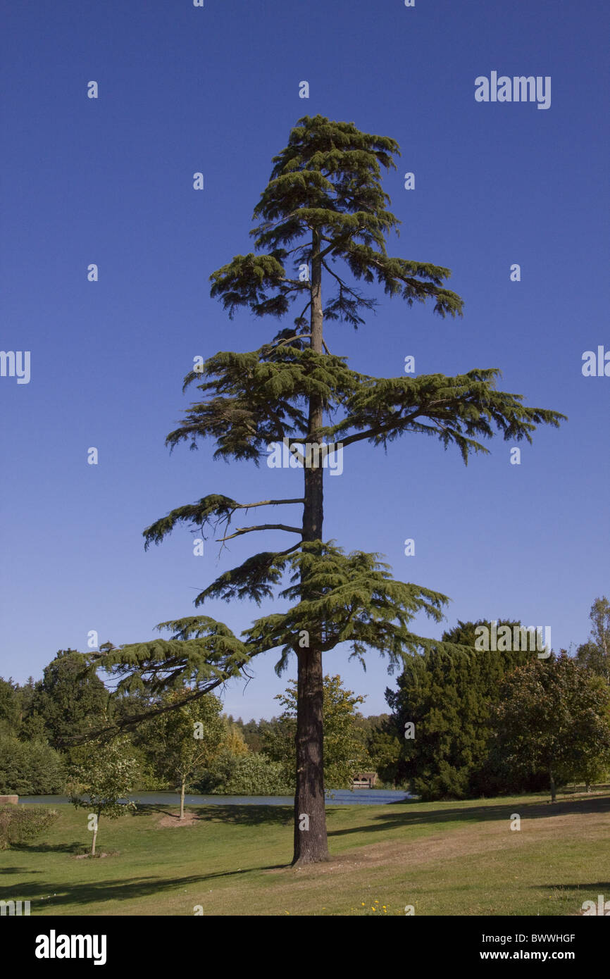 Albero di cedro del libano immagini e fotografie stock ad alta ...