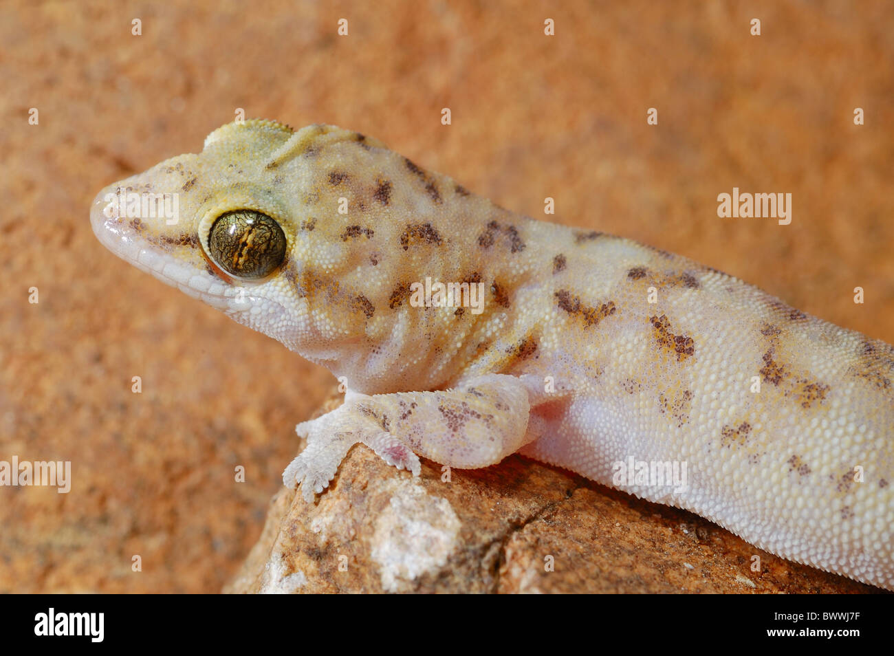 Hemidactylus robustus gecko Socotra rettili vertebrati lucertola ...