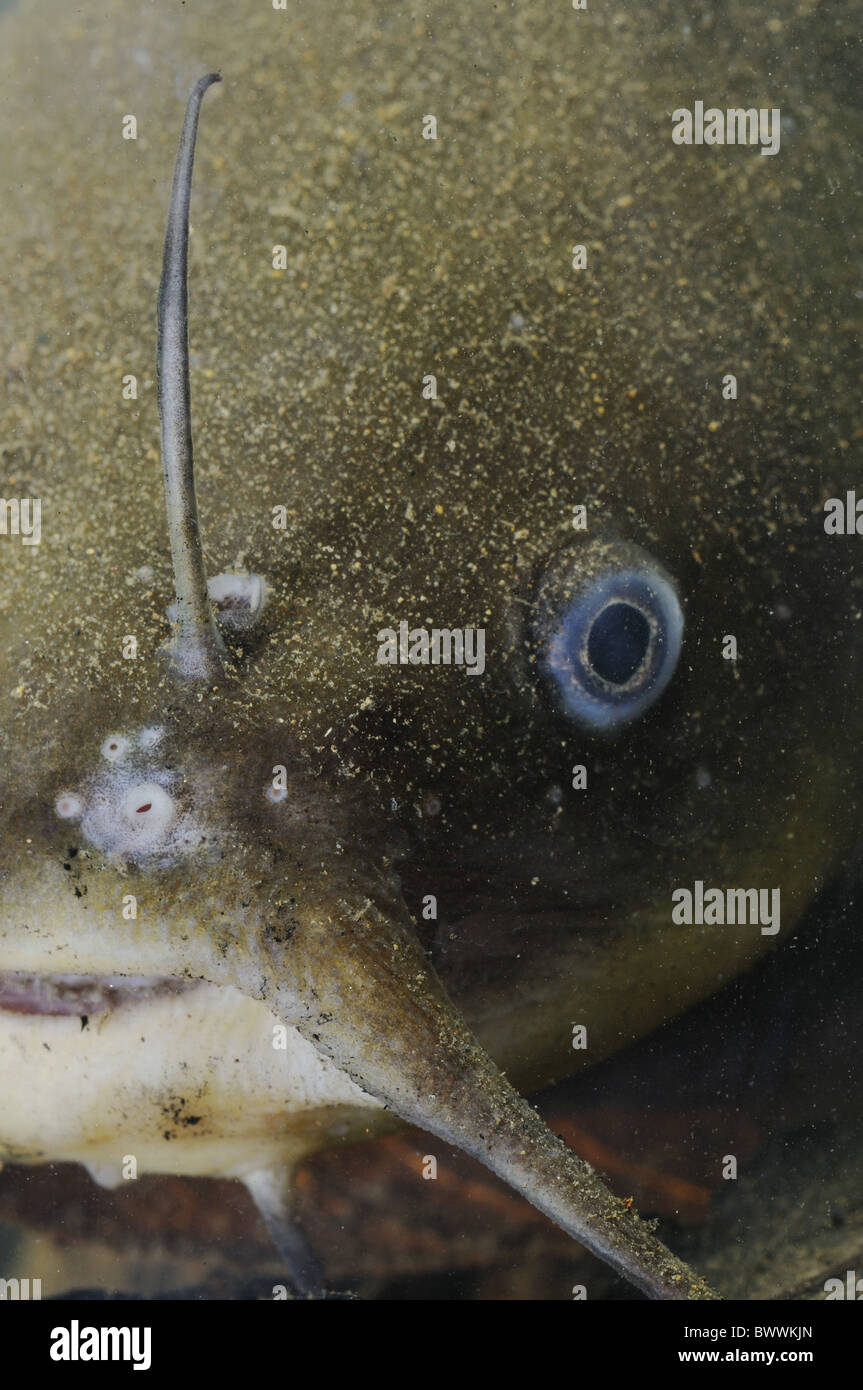 Pesce gatto del nord america immagini e fotografie stock ad alta ...