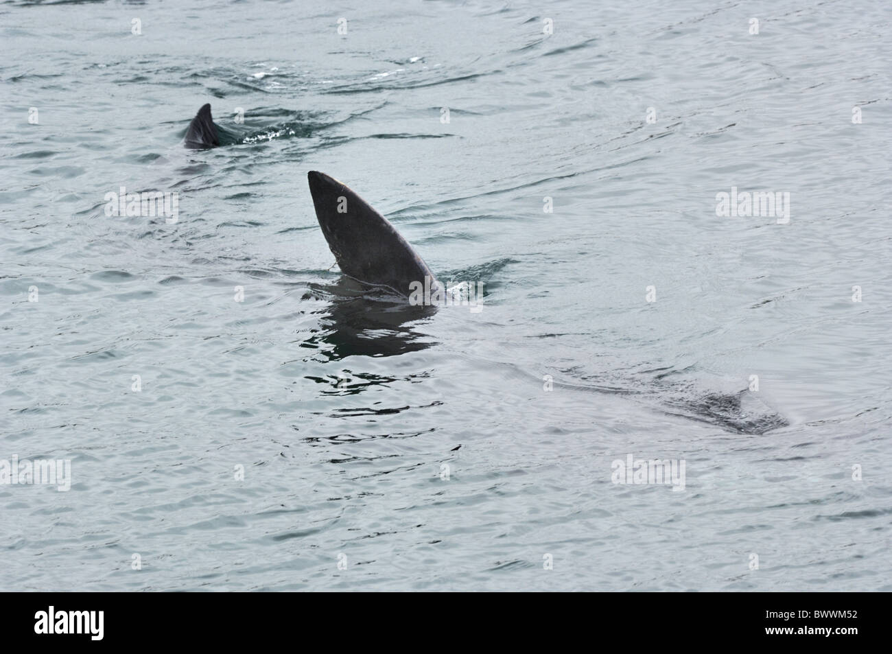 Basking squalo elefante Tiree Squalo elefante Cetorhinus maximus ...
