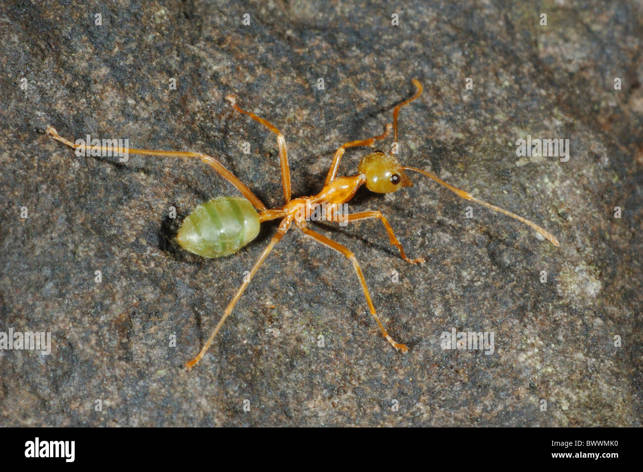 Invertebrati invertebrati animali animali insetti insetto ant formiche ...