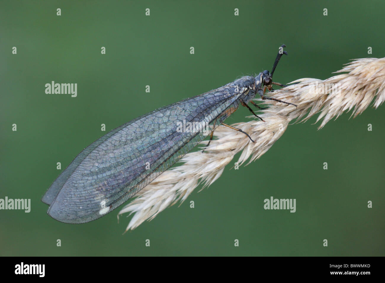 Invertebrati invertebrati animali animali insetti insetti artropodi ...