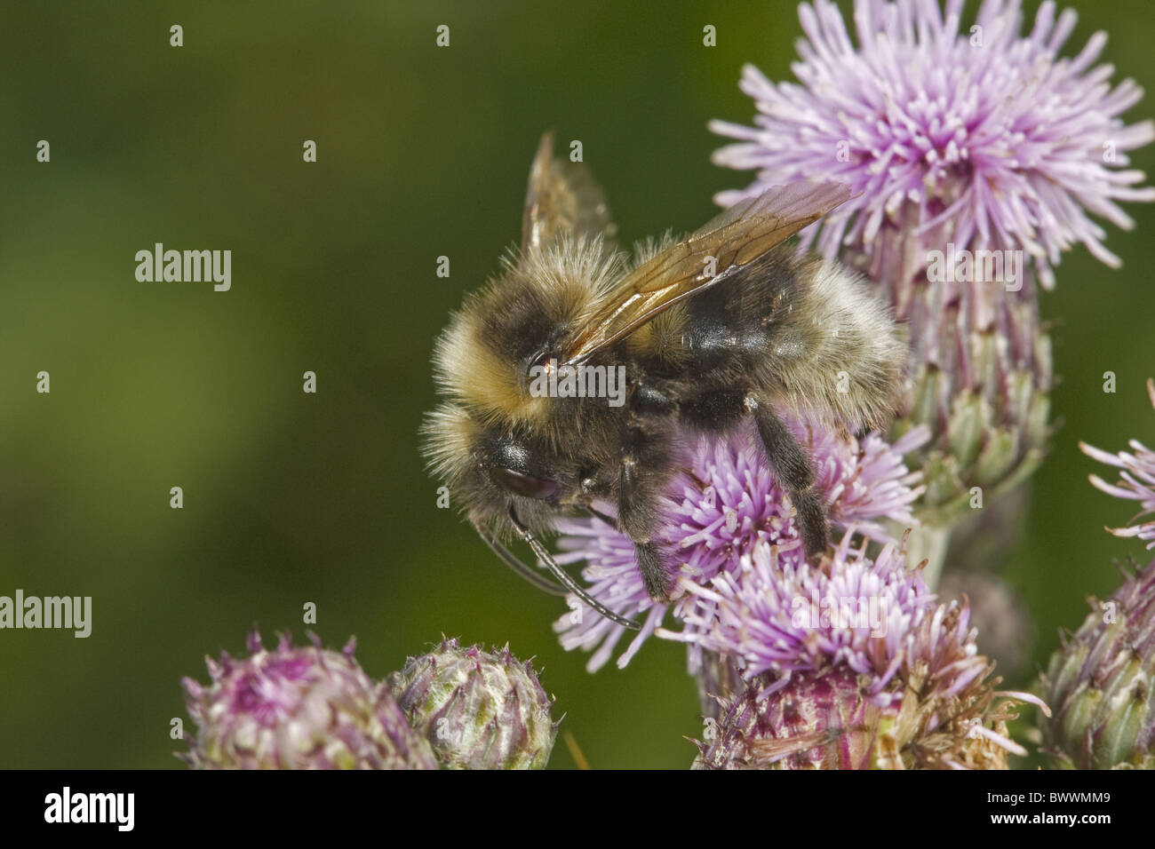 Invertebrati invertebrati animali animali insetti insetti bee api ...