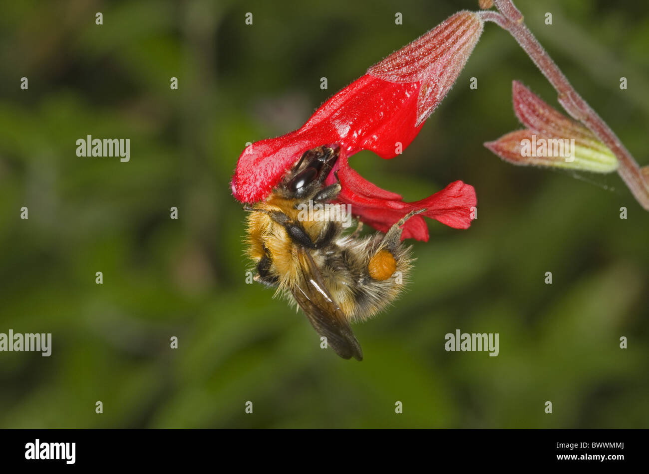 Invertebrati invertebrati animali animali insetti insetti bee api ...