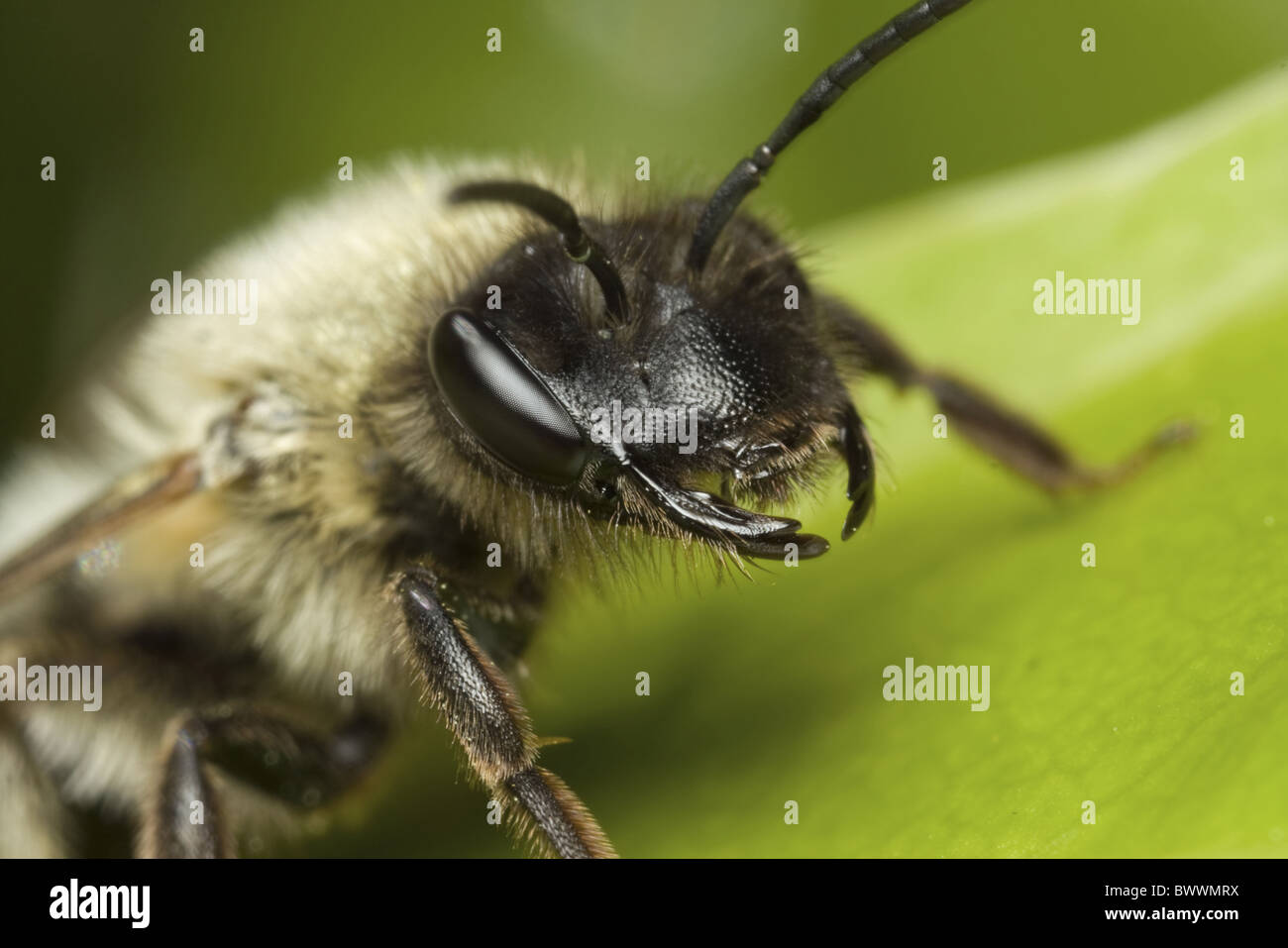 Invertebrati invertebrati animali animali insetti insetti bee api ...