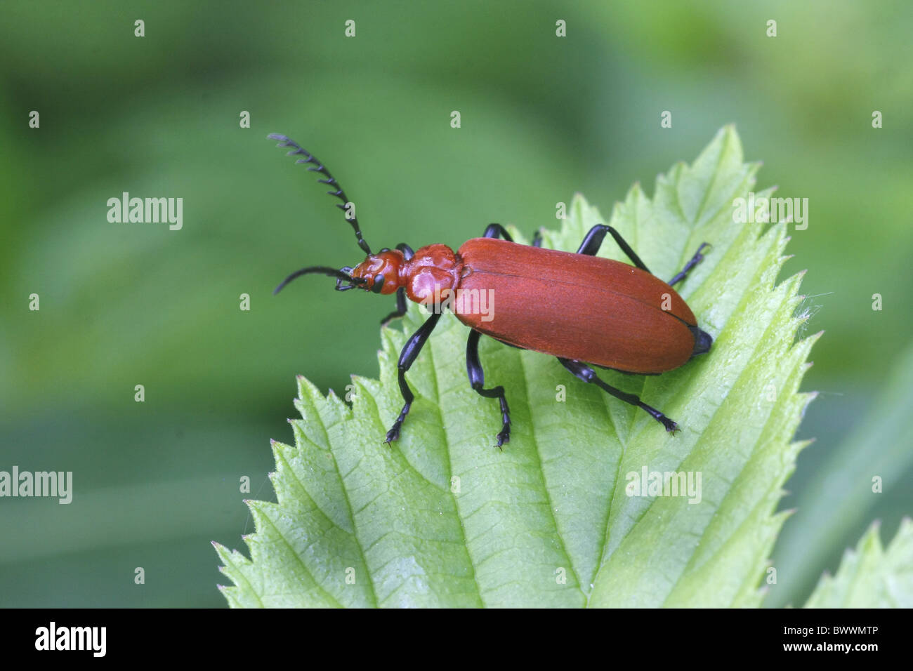 Invertebrati invertebrati animali animali insetti insetti coleotteri ...