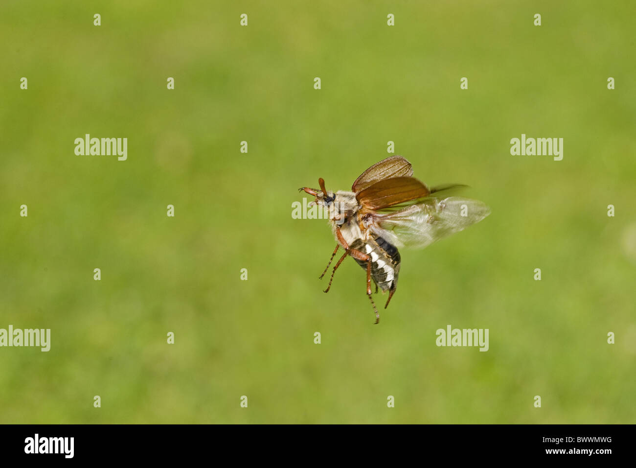 Invertebrati invertebrati animali animali insetti insetti coleotteri ...