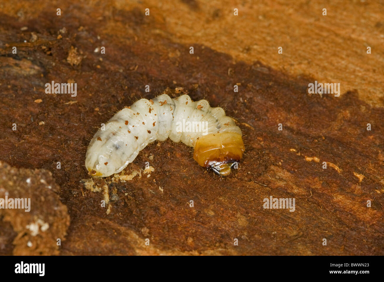 Invertebrati invertebrati animali animali insetti insetti coleotteri ...