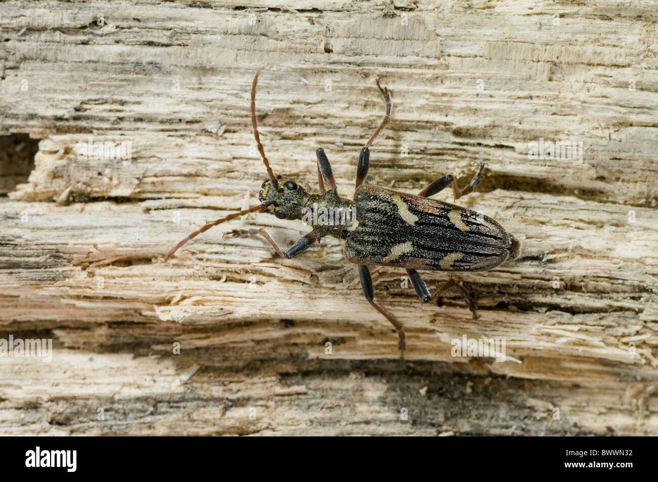 Invertebrati invertebrati animali animali insetti insetti coleotteri ...