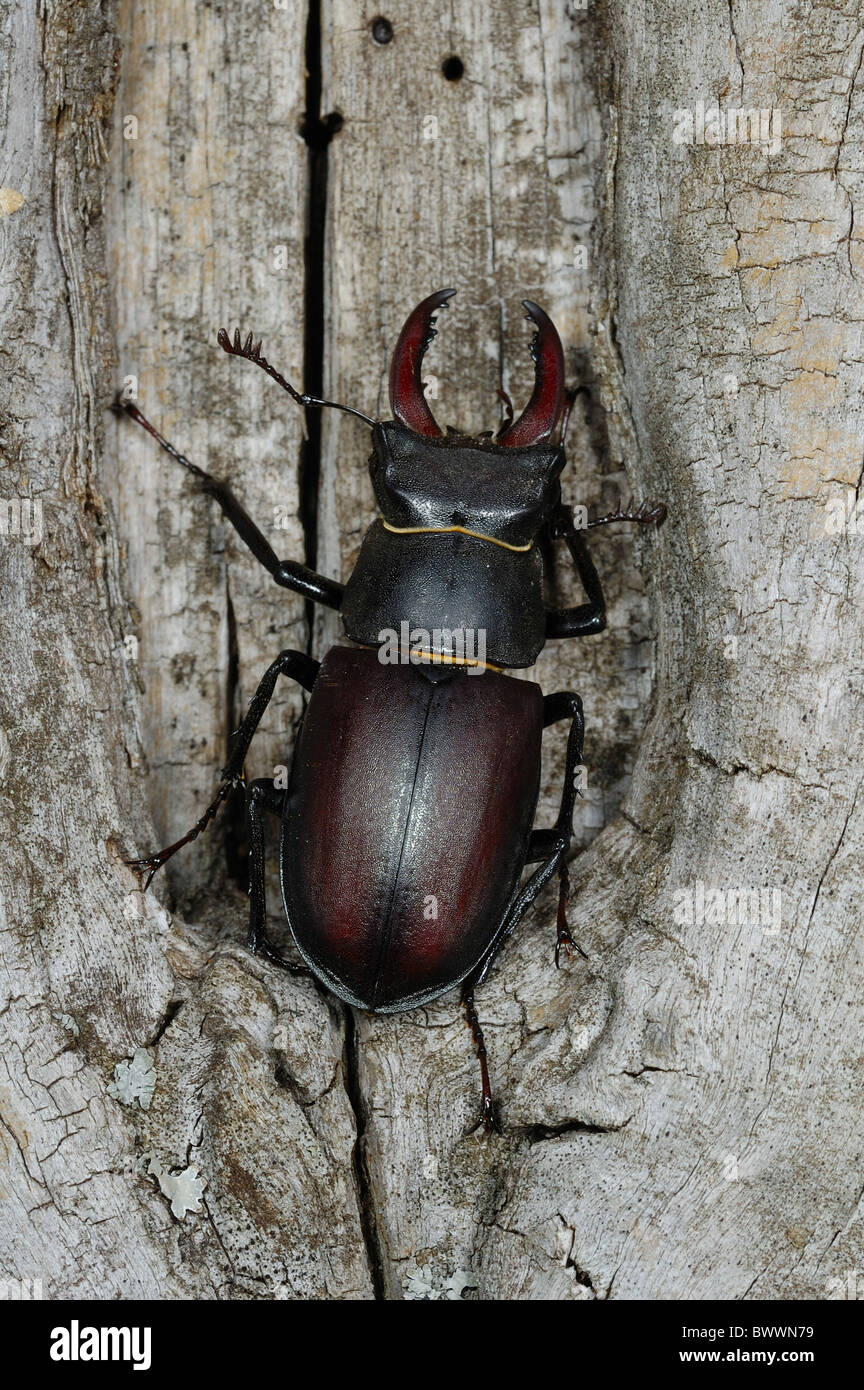 Specie in via di estinzione invertebrati insetto Italia Lucanus cervus ...