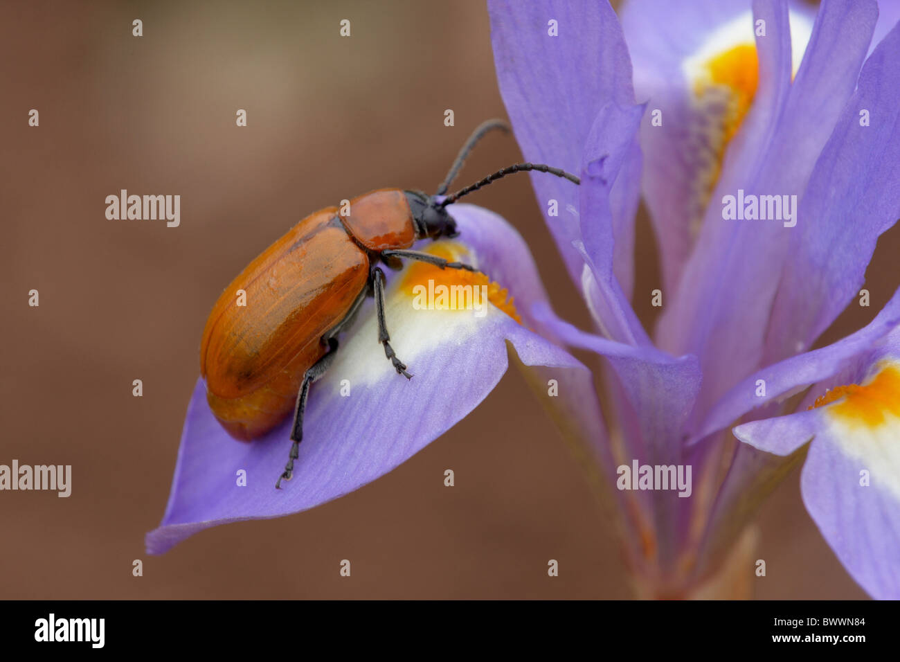 Invertebrati invertebrati animali animali insetti insetti coleotteri ...