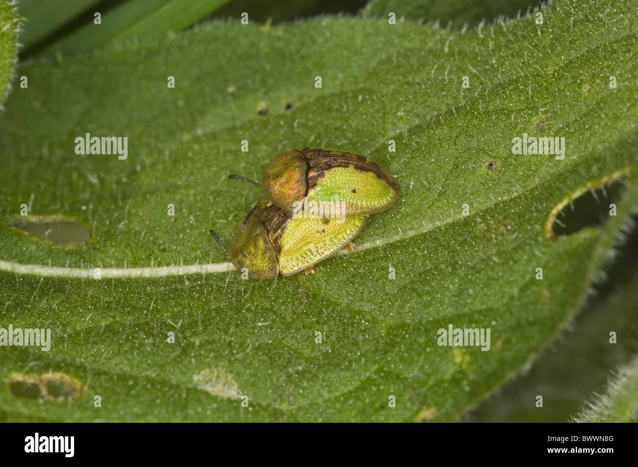Invertebrati invertebrati animali animali insetti insetti coleotteri ...