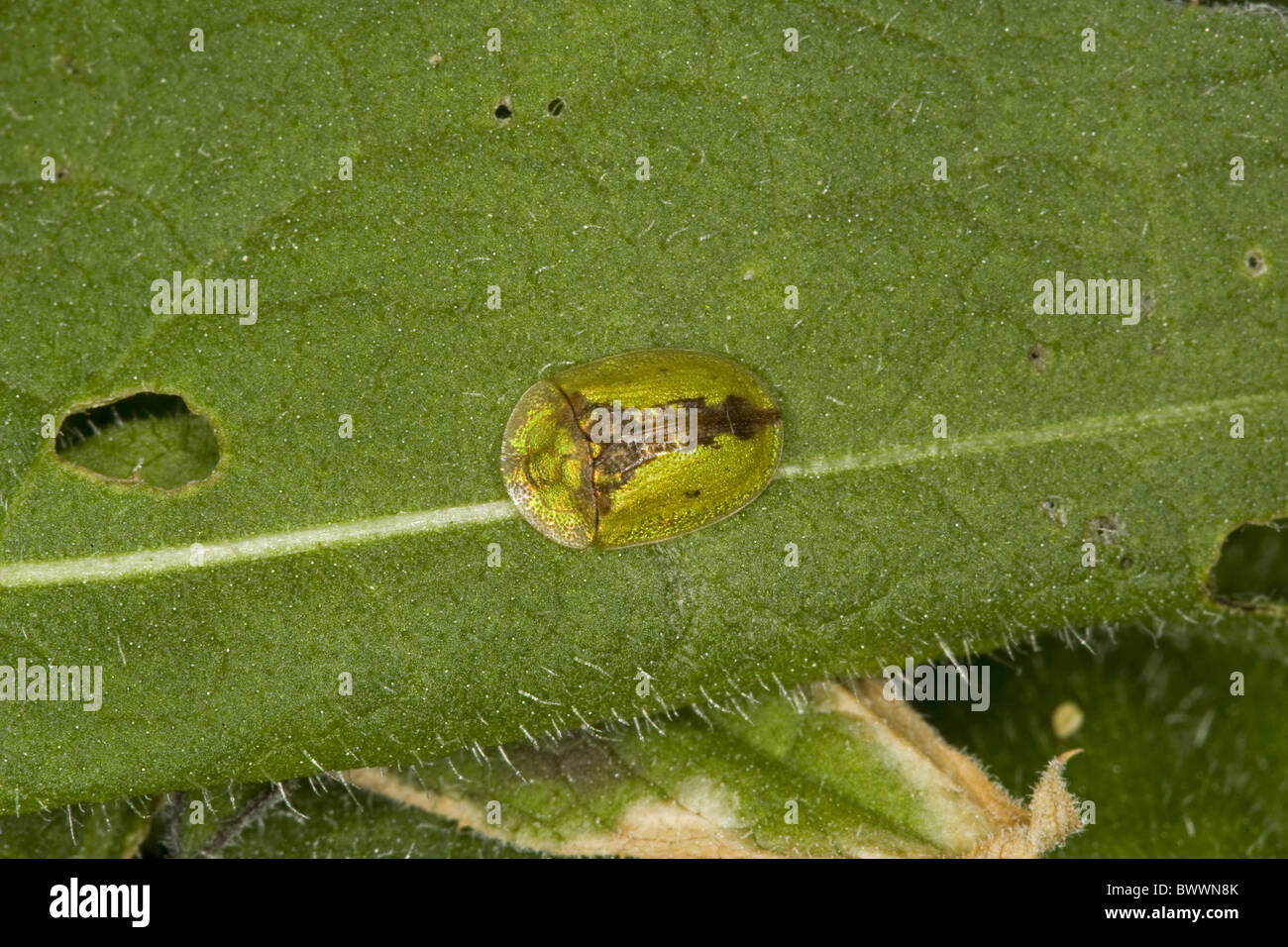 Invertebrati invertebrati animali animali insetti insetti coleotteri ...