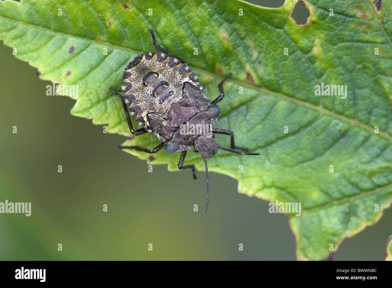 Invertebrati invertebrati animali animali insetti insetto bug bug ...