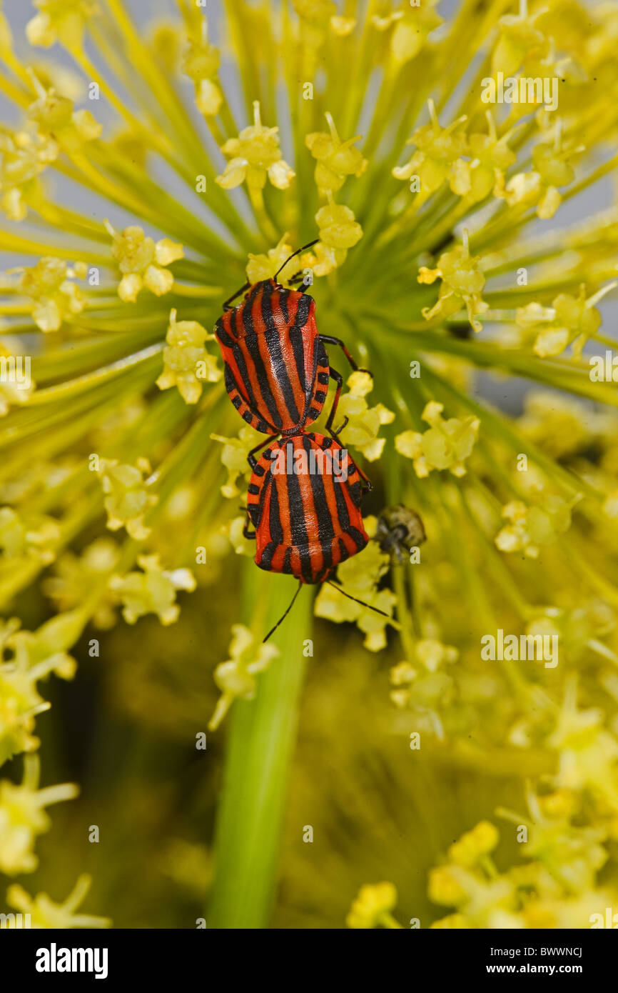 Invertebrati invertebrati animali animali insetti insetto bug bug ...