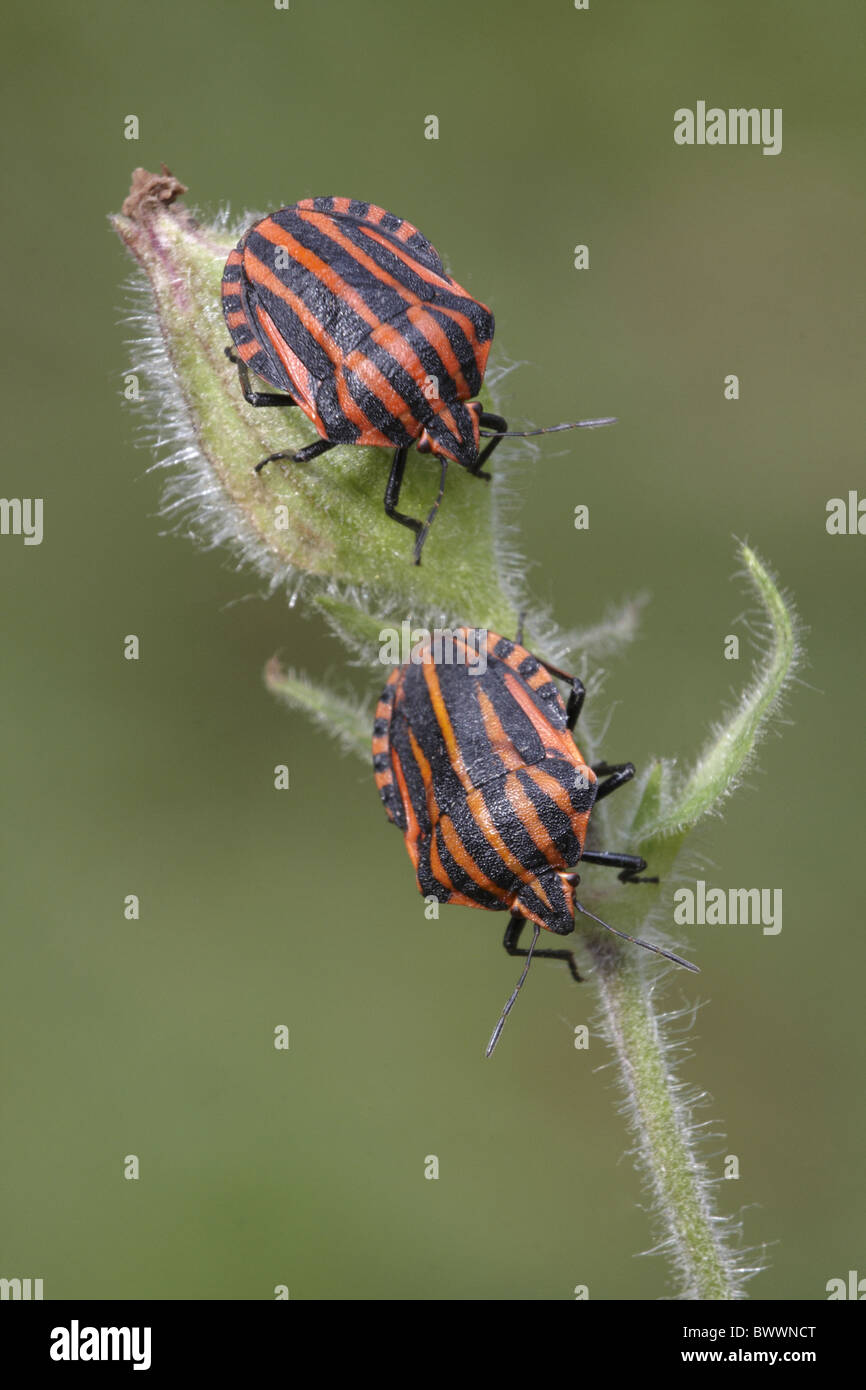 Invertebrati invertebrati animali animali insetti insetto bug bug ...