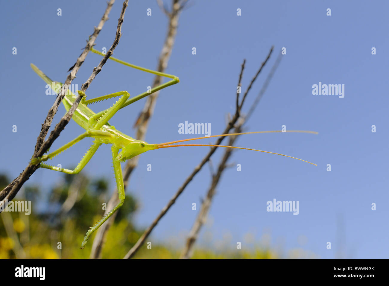 Insetti invertebrati Saga pedo invertebrati invertebrati animali ...