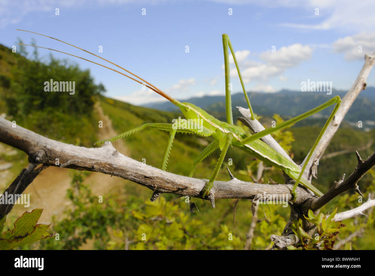 Insetti invertebrati Saga pedo invertebrati invertebrati animali ...