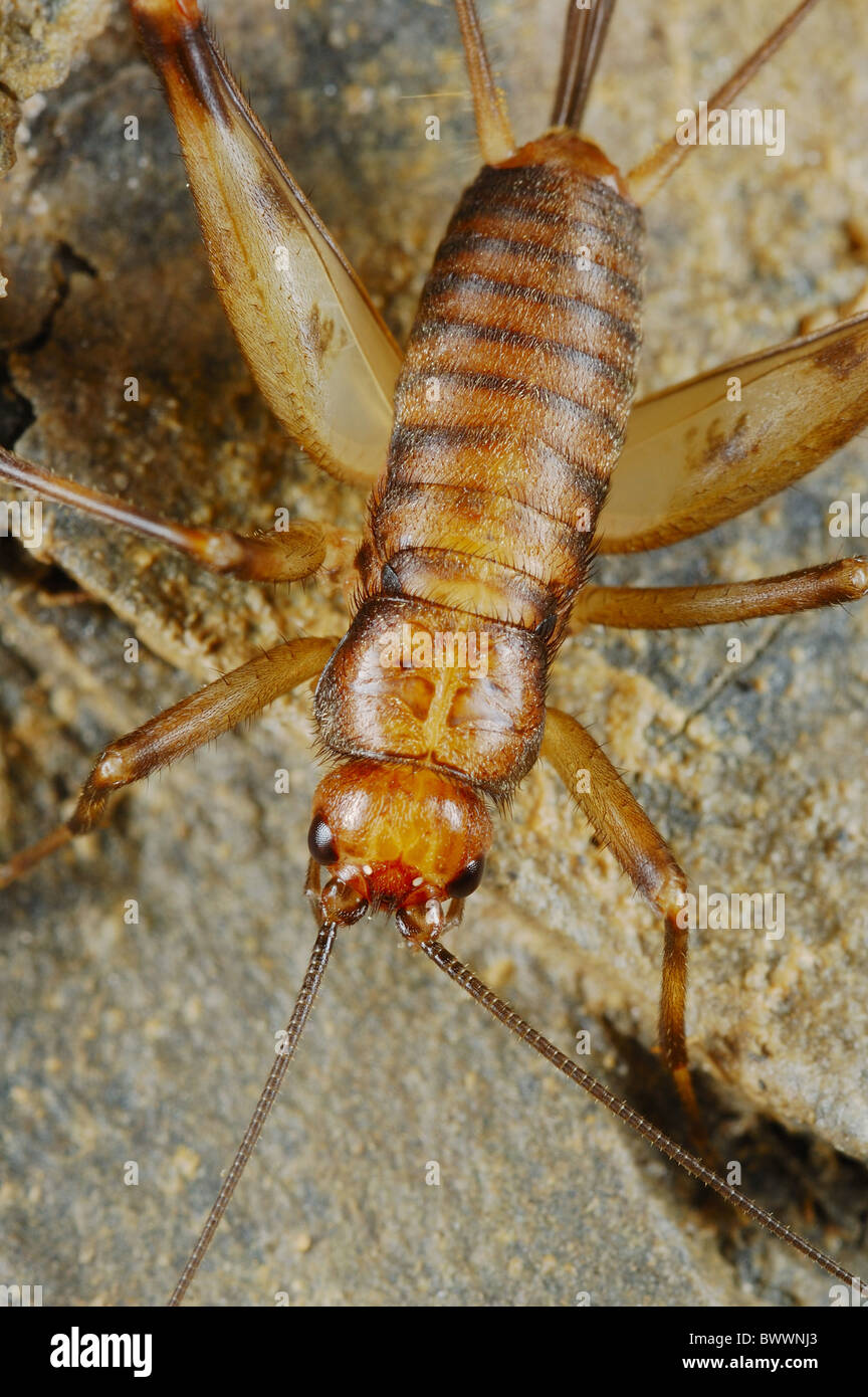 Invertebrati insetti Italia Petaloptila andreinii ritratto speleologia ...