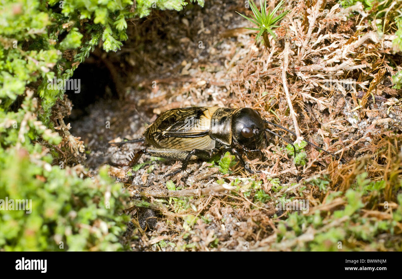 Invertebrati invertebrati animali animali artropodi artropodi insetti ...