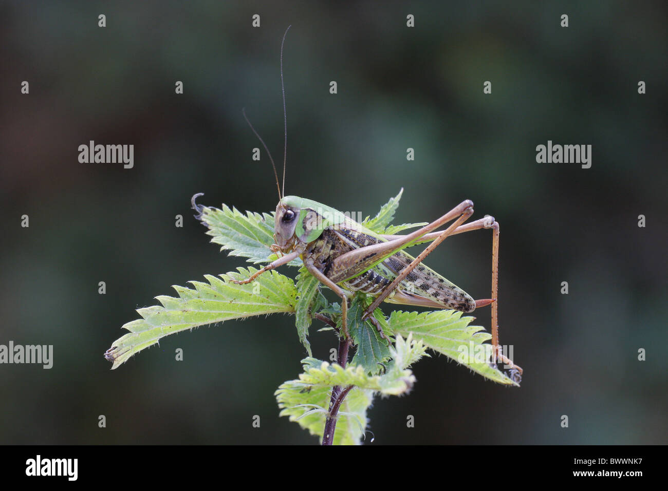 Invertebrati invertebrati animali animali artropodi artropodi insetti ...