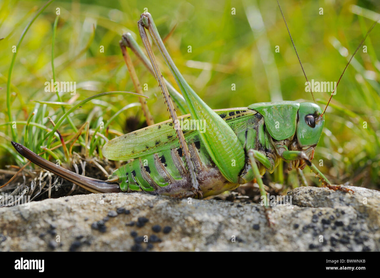 Decticus verrocivorus insetti invertebrati invertebrati animali animali ...