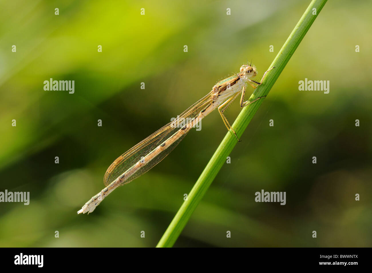Damselfly invertebrati insetti Odonati Sympecma fusca invertebrati ...