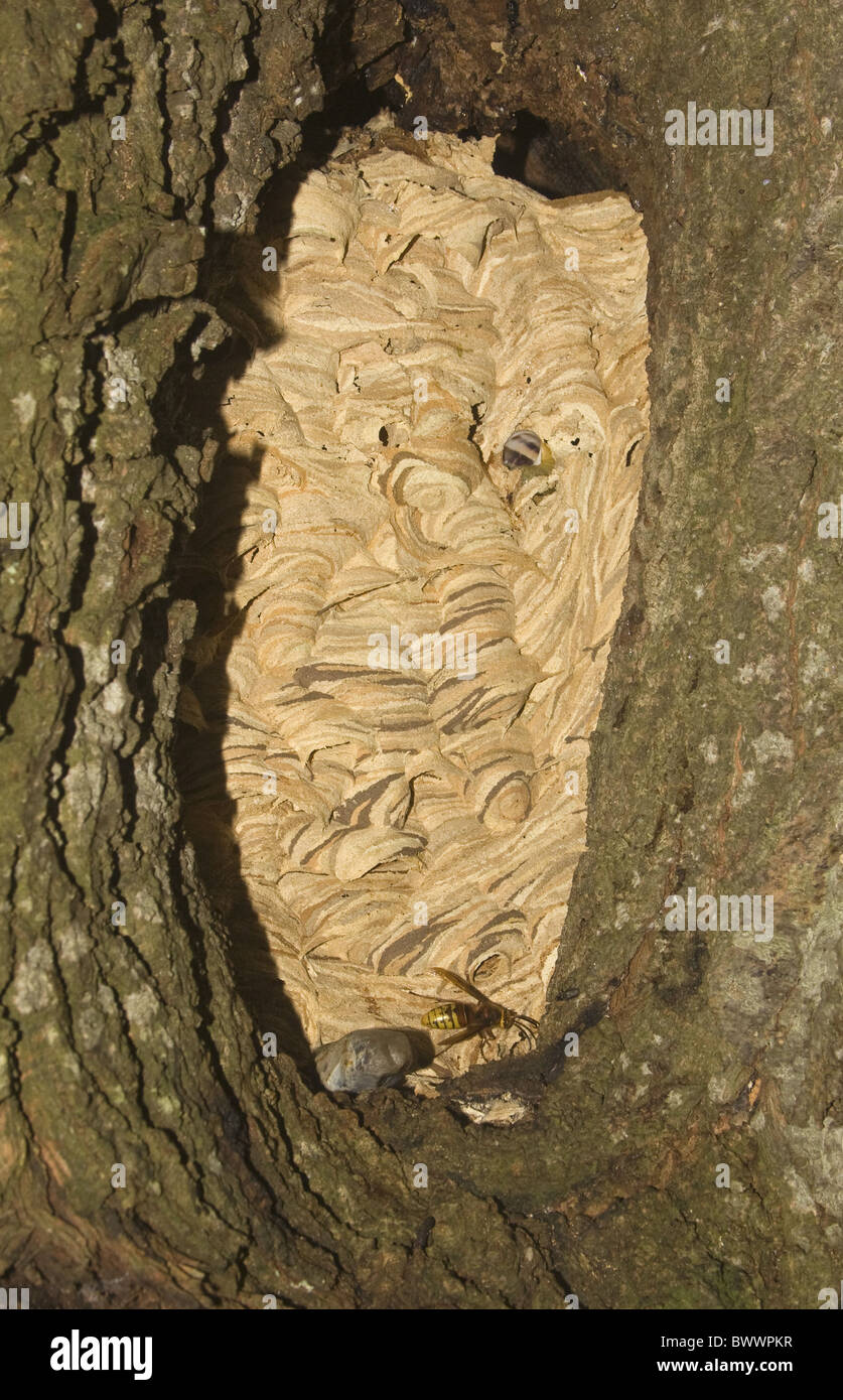 Invertebrati invertebrati animali animali artropodi artropodi insetti ...