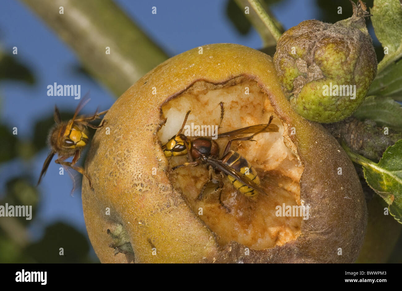 Invertebrati invertebrati animali animali artropodi artropodi insetti ...