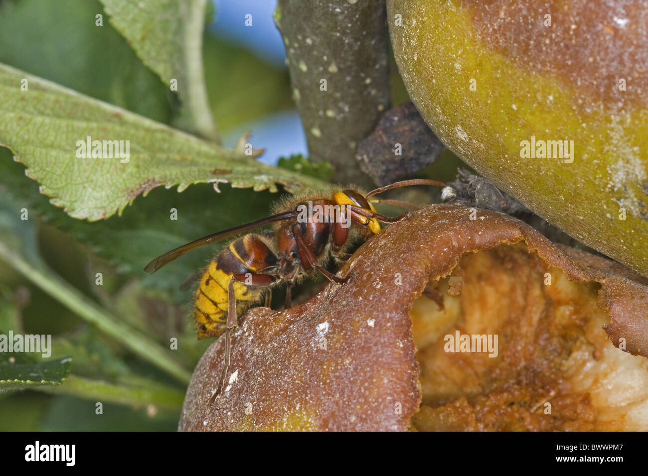 Invertebrati invertebrati animali animali artropodi artropodi insetti ...