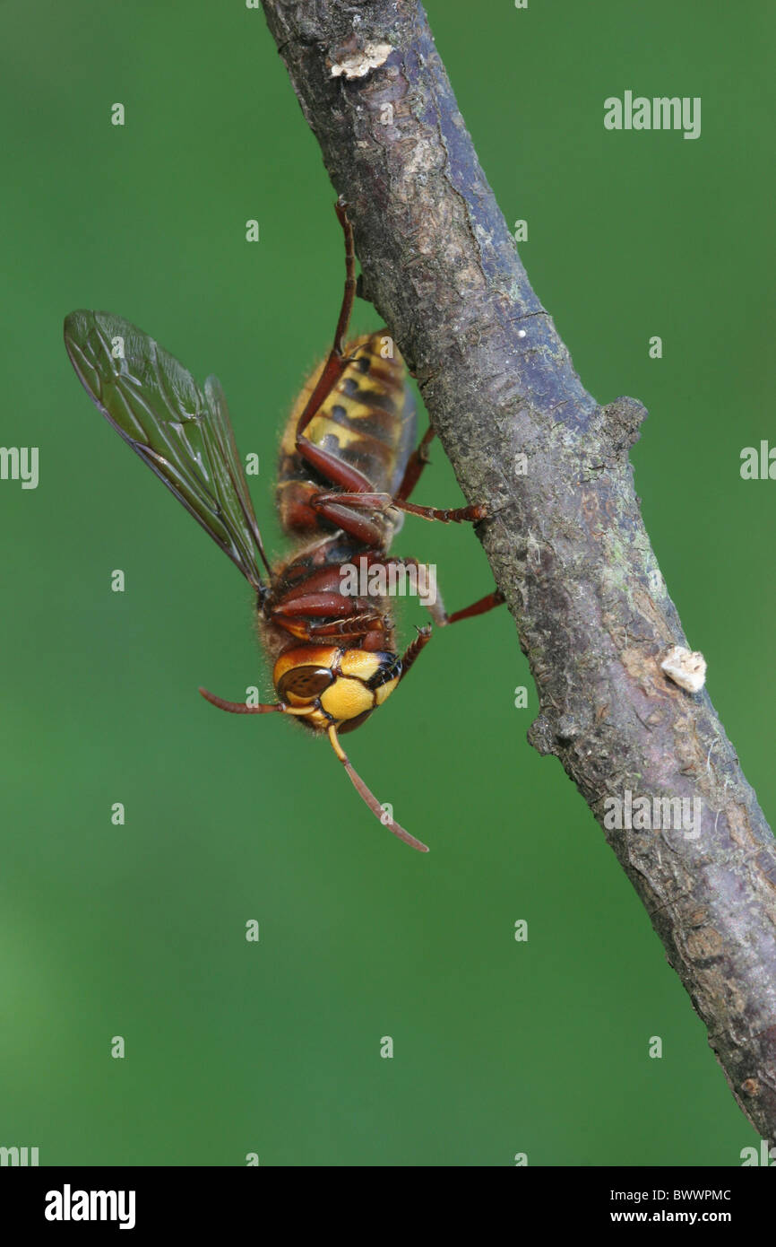 Invertebrati invertebrati animali animali artropodi artropodi insetti ...