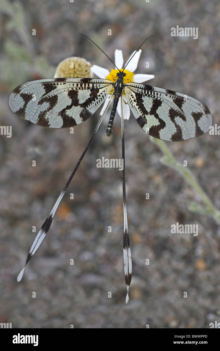 Invertebrati invertebrati animali animali artropodi artropodi insetti ...