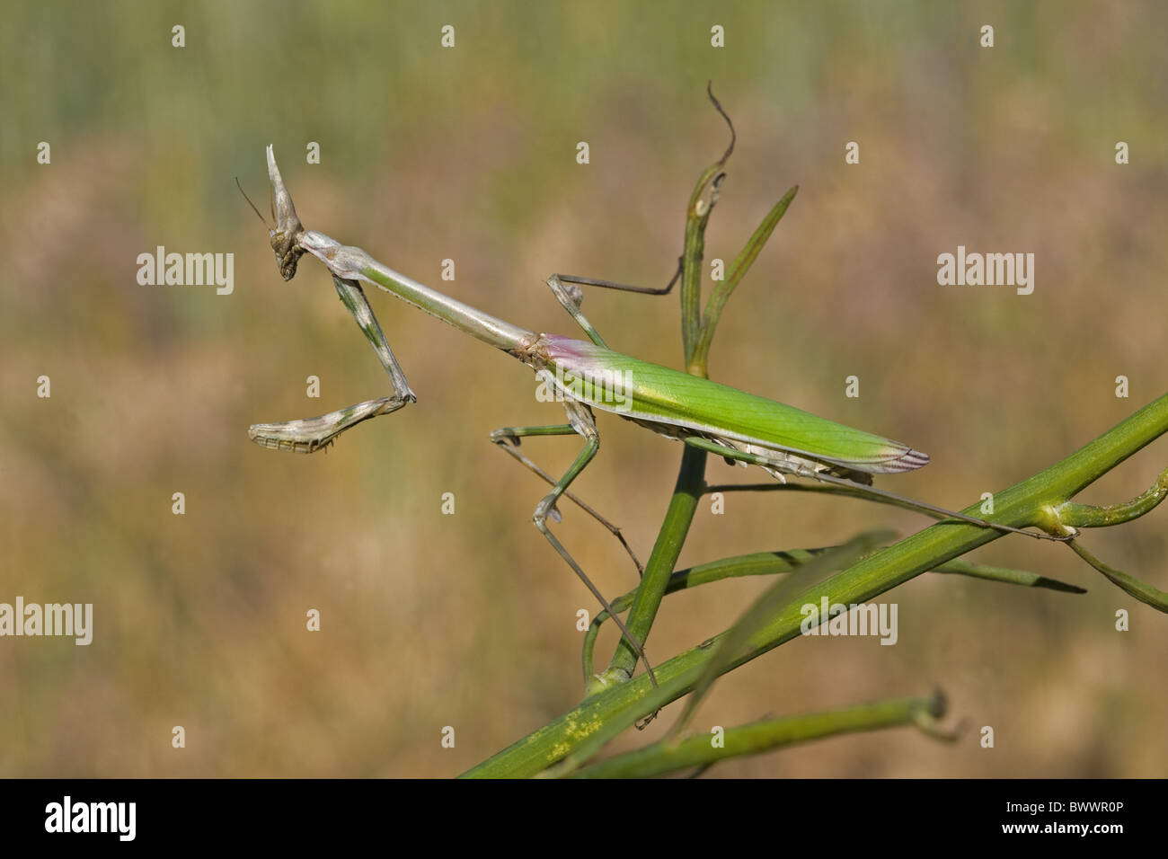 Invertebrati invertebrati animali animali artropodi artropodi insetti ...