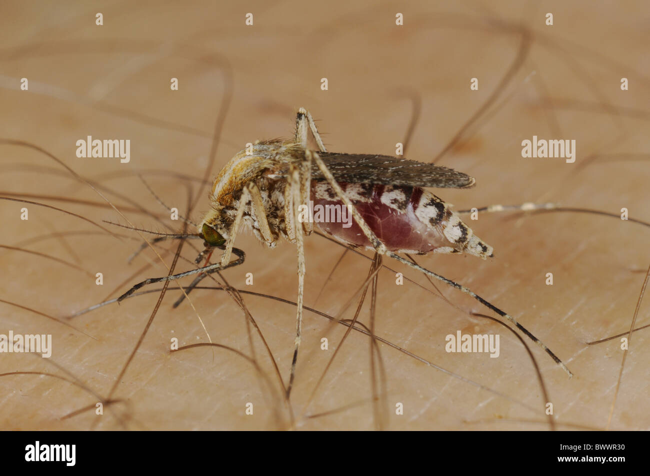 Culex pipiens insetti invertebrati invertebrati invertebrati animali ...