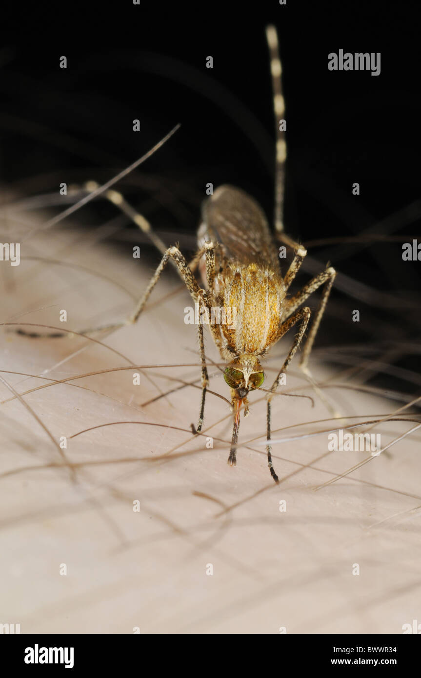 Culex pipiens insetti invertebrati invertebrati invertebrati animali ...