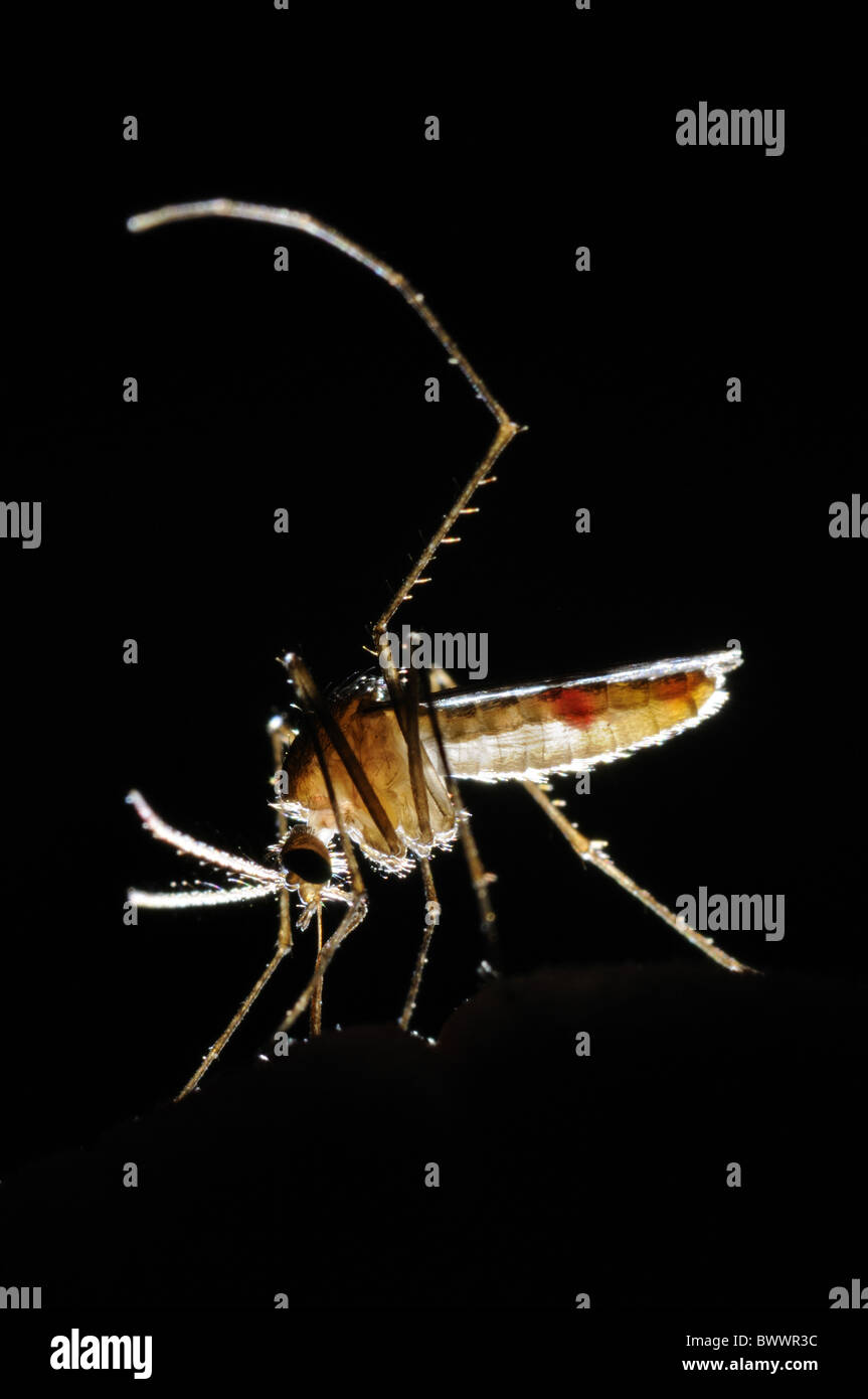 Culex pipiens insetti invertebrati invertebrati invertebrati animali ...