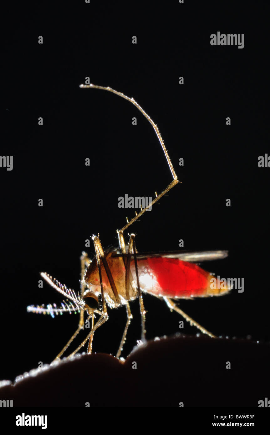 Culex pipiens insetti invertebrati invertebrati invertebrati animali ...