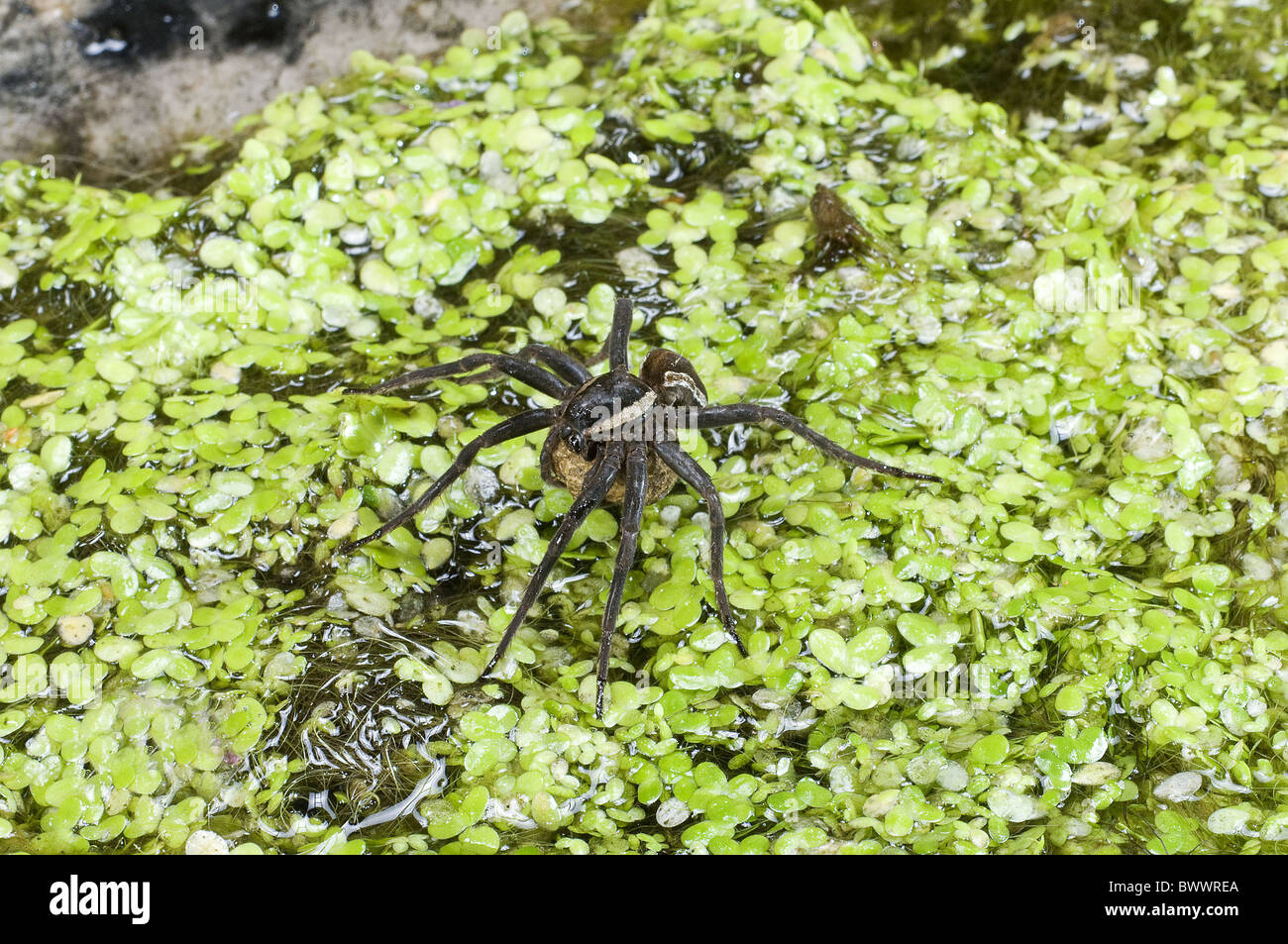 Spider ragni aracnide aracnidi artropodi artropodi animali animali invertebrati artropodi ...