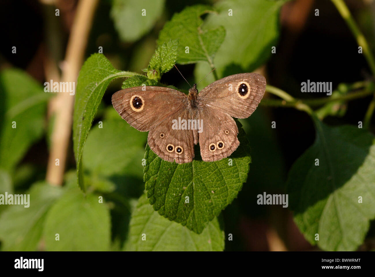 Animali Animali farfalle butterfly insetti insetti INVERTEBRATI ...