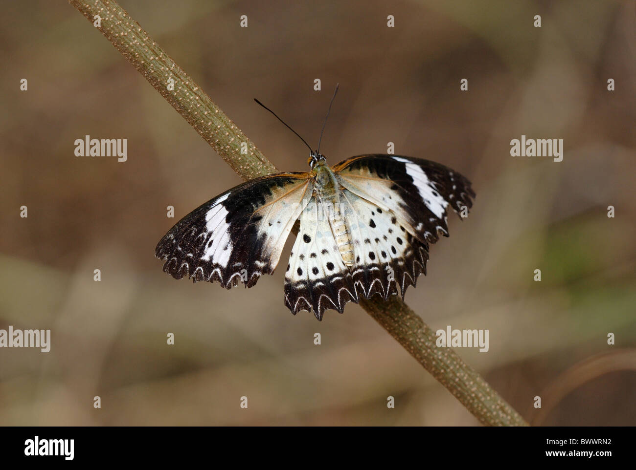 Animali Animali farfalle butterfly insetti insetti INVERTEBRATI ...