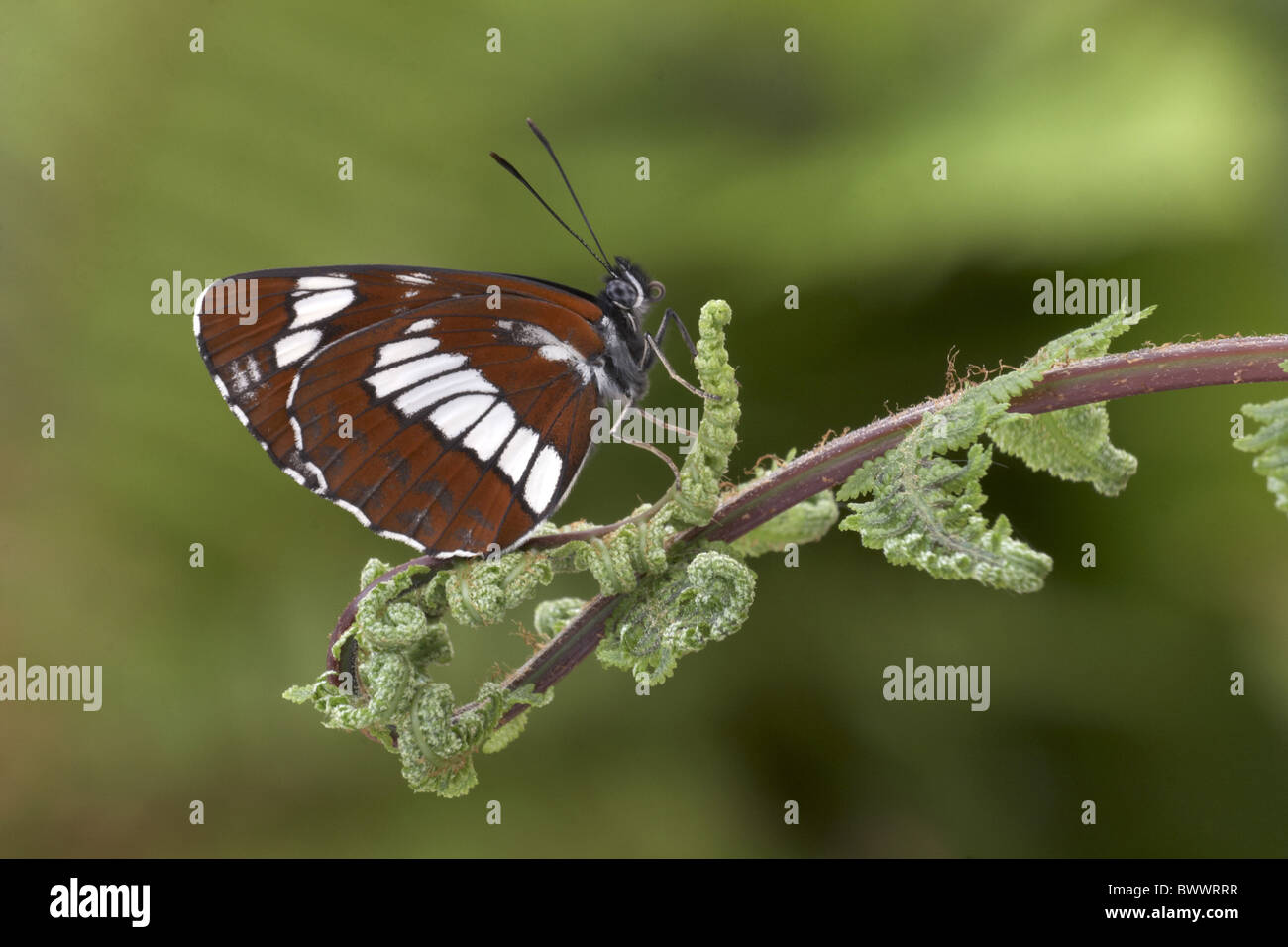 Animali Animali farfalle butterfly insetti insetti INVERTEBRATI ...