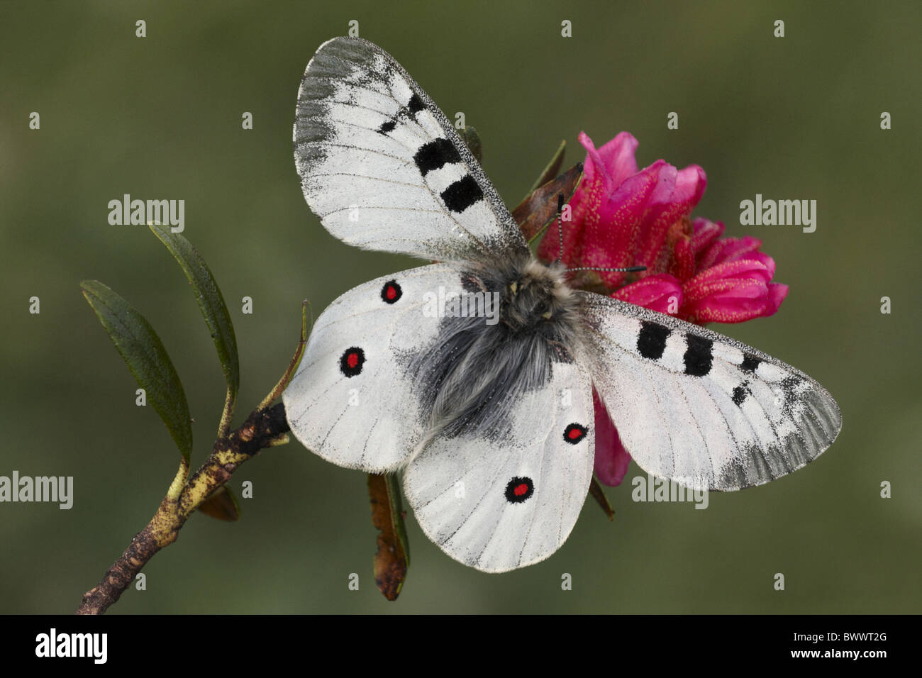 Animali Animali farfalle butterfly insetti insetti INVERTEBRATI ...