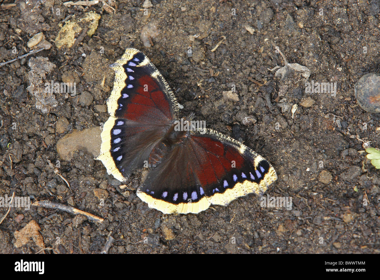 Animali Animali farfalle butterfly insetti insetti INVERTEBRATI ...