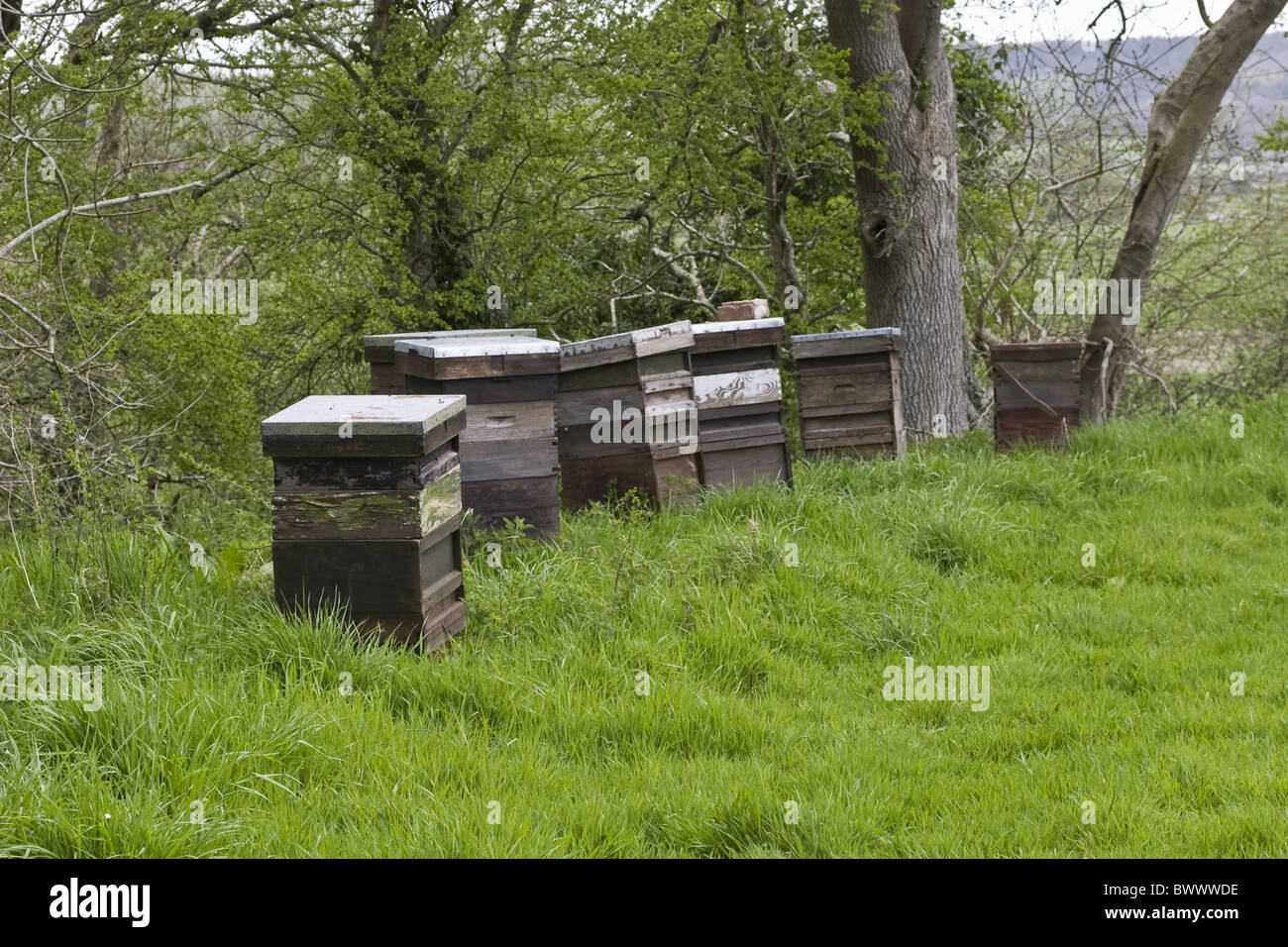 Api api api arnia Box scatole Beekepping Behives Arnie Alveare Miele ...