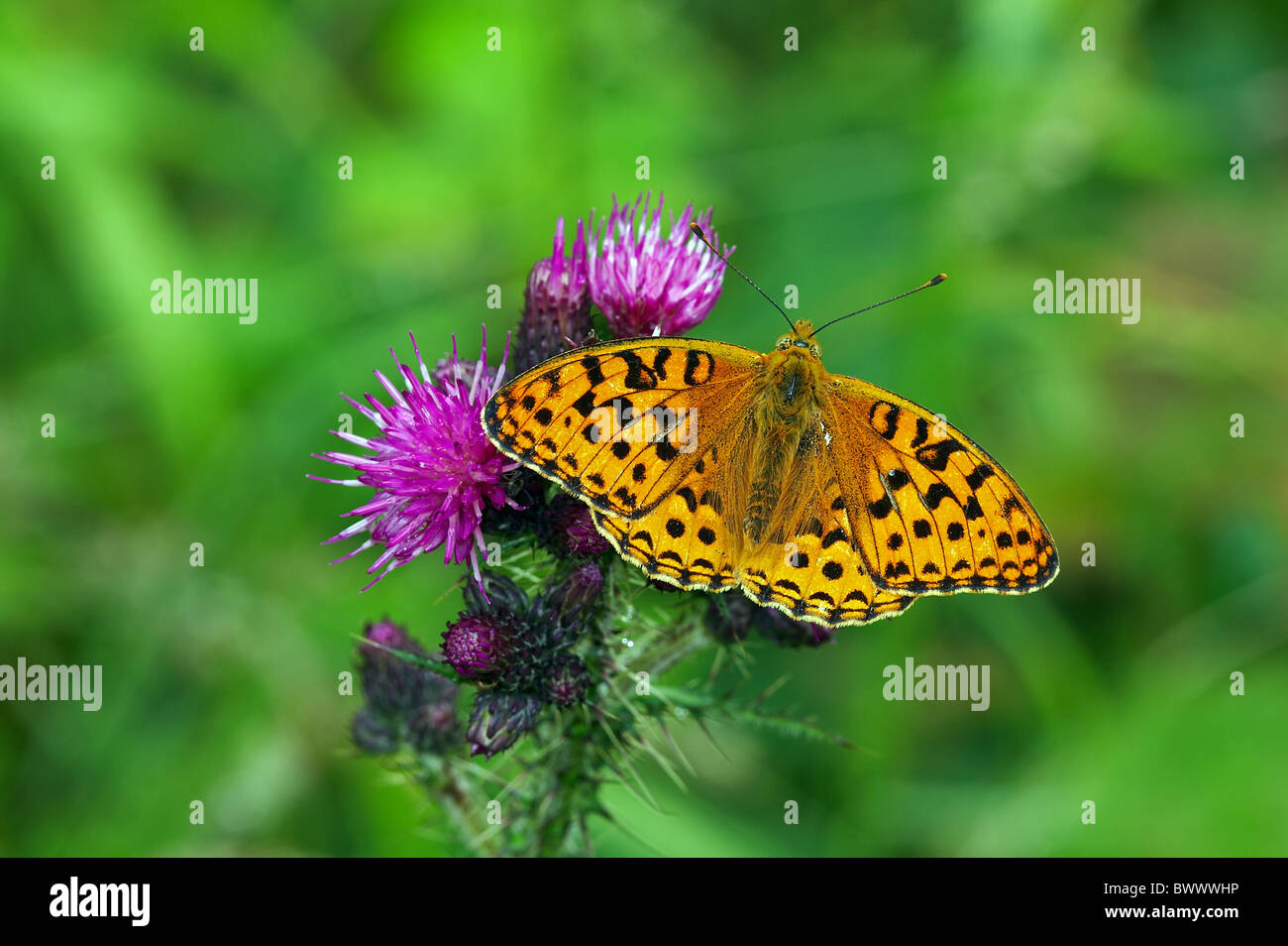 Animali Animali farfalle butterfly insetti insetti INVERTEBRATI ...