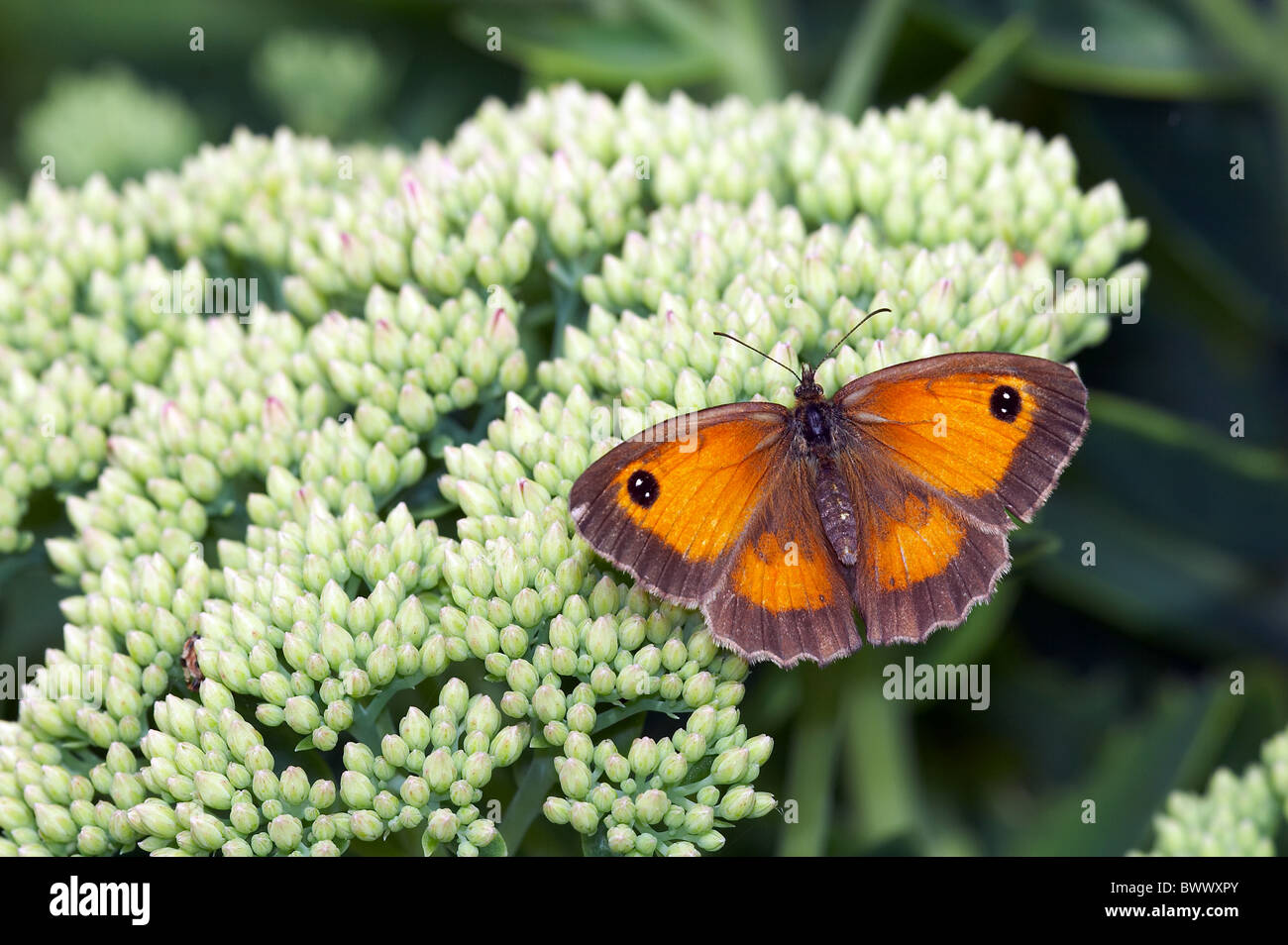 Animali Animali farfalle butterfly insetto insetti invertebrati ...
