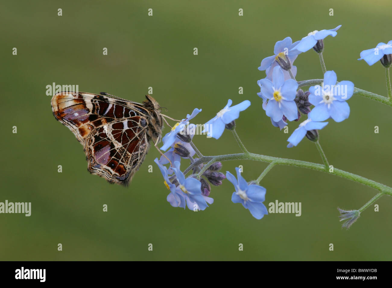 Animali Animali farfalle butterfly insetti insetti INVERTEBRATI ...