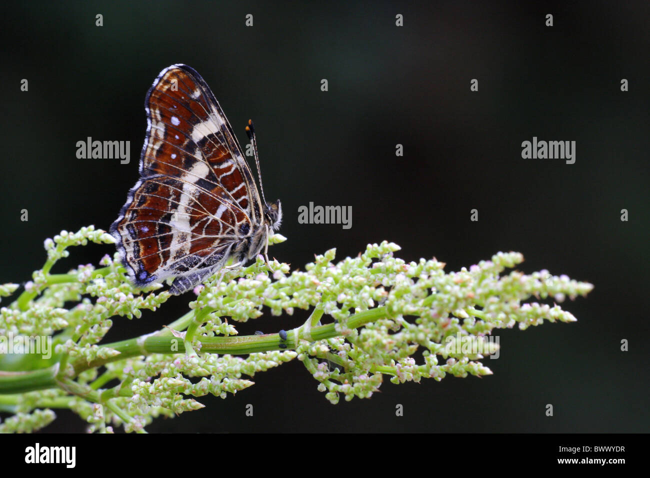 Animali Animali farfalle butterfly insetti insetti INVERTEBRATI ...