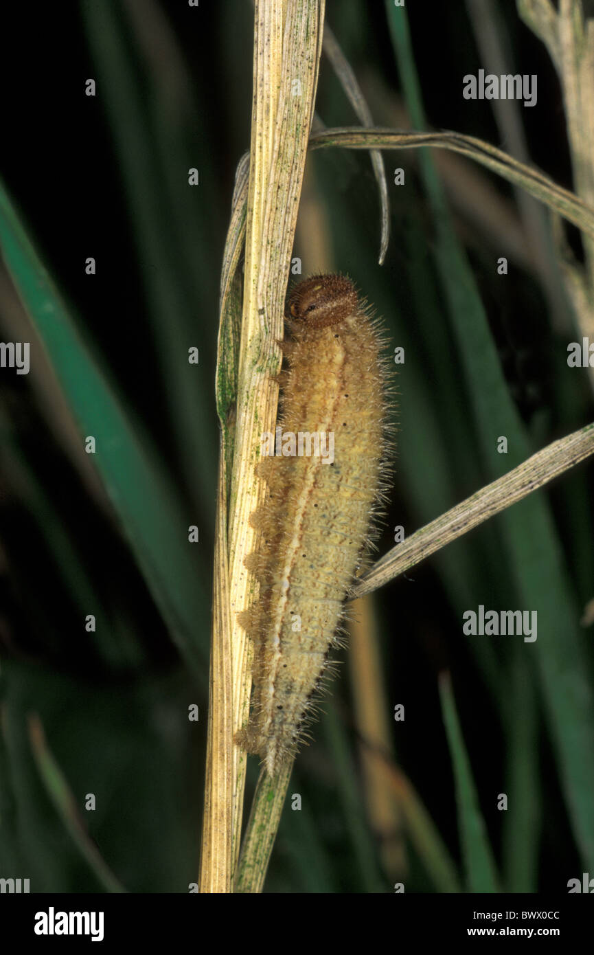 Animali Animali farfalle butterfly insetti insetti INVERTEBRATI ...